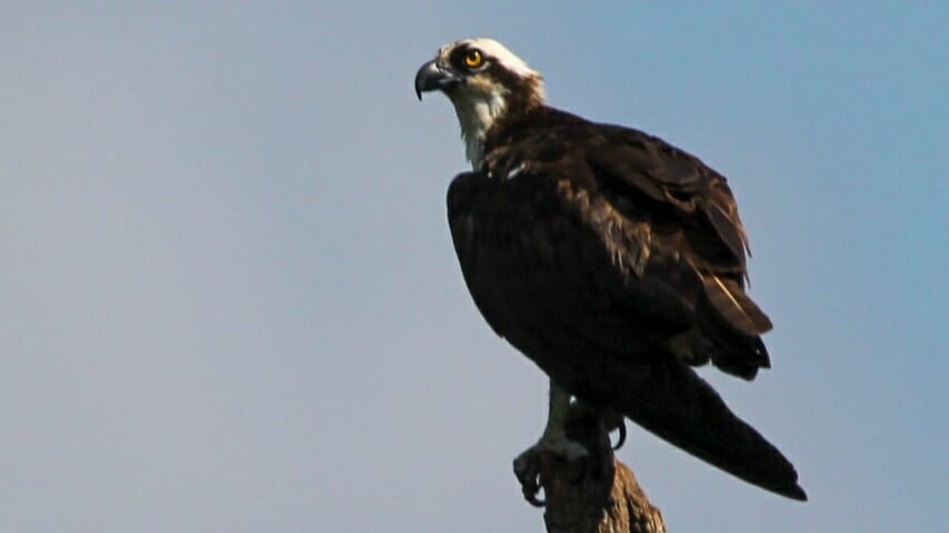Birds of Atlanta: A New Atlanta Bird for Every Day - Paste Magazine