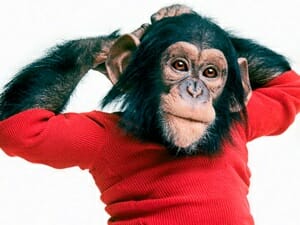 Project Nim review - Paste Magazine